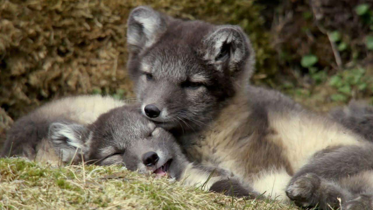 Raising Arctic Fox Cubs | Animal Super Parents | - One News Page VIDEO
