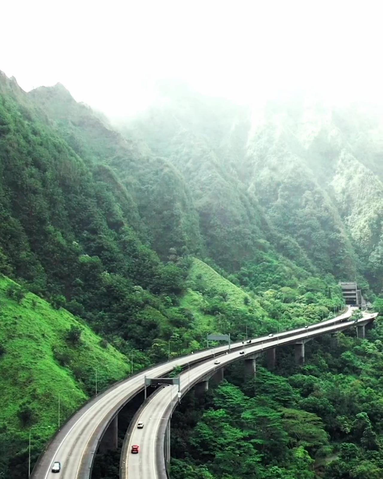 nature view of brizz in forest - One News Page VIDEO