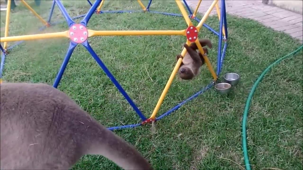 Baby Sloths Being Sloths - FUNNIEST Compilation - One News Page VIDEO