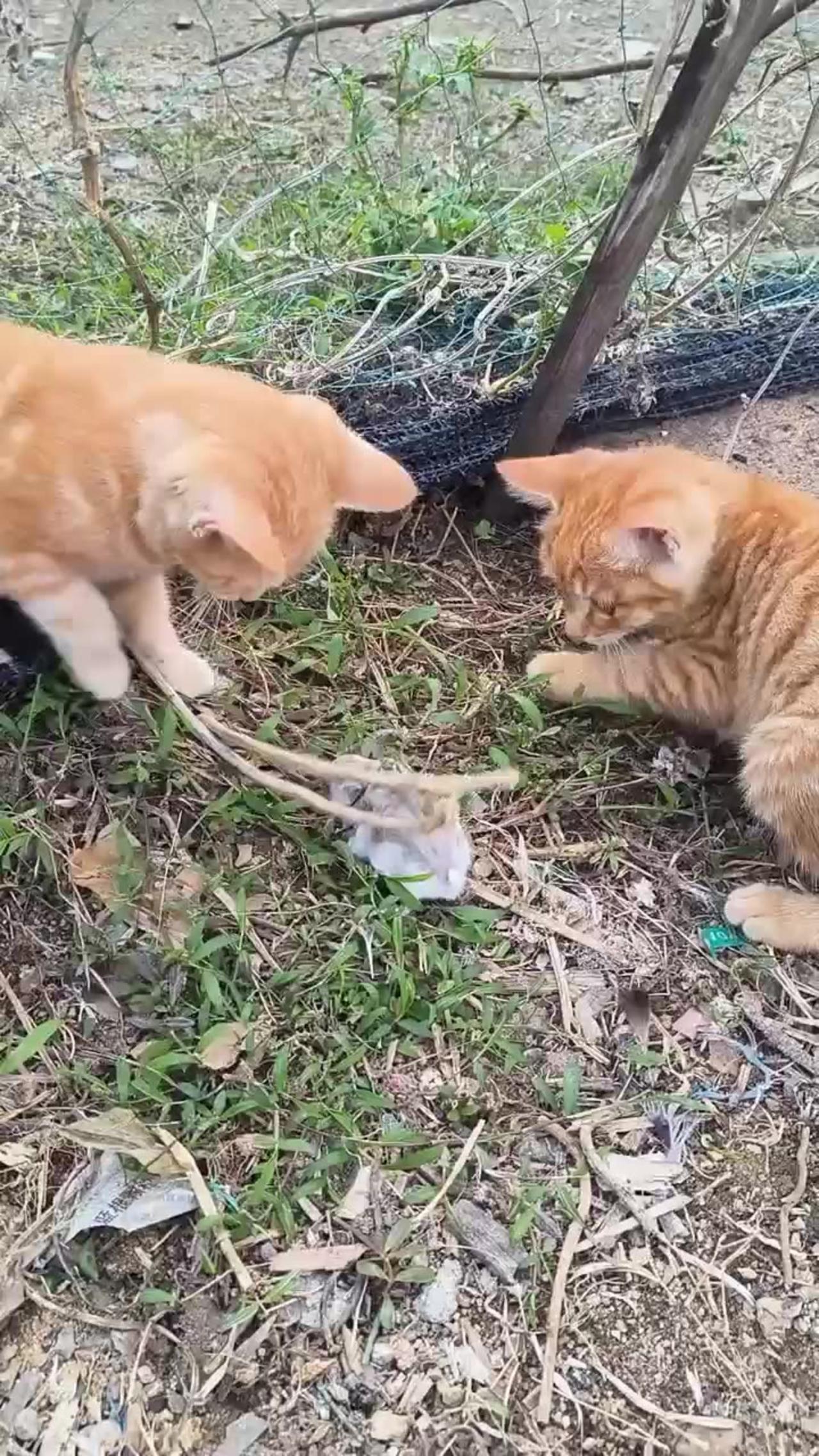 The best comedy of the cat and mouse is a video. - One News Page VIDEO