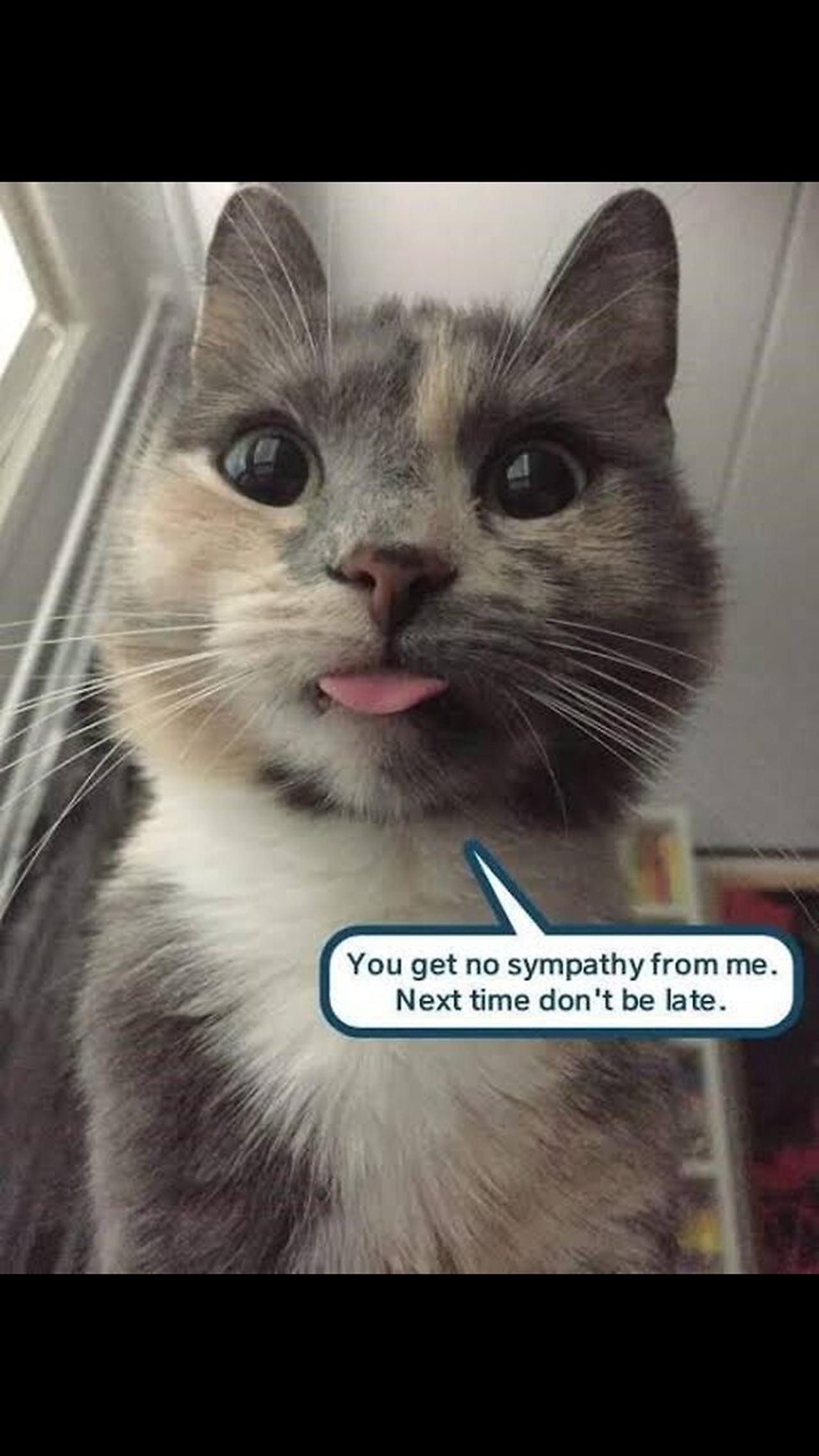 How smart cats are 🤓😂😂 - One News Page VIDEO