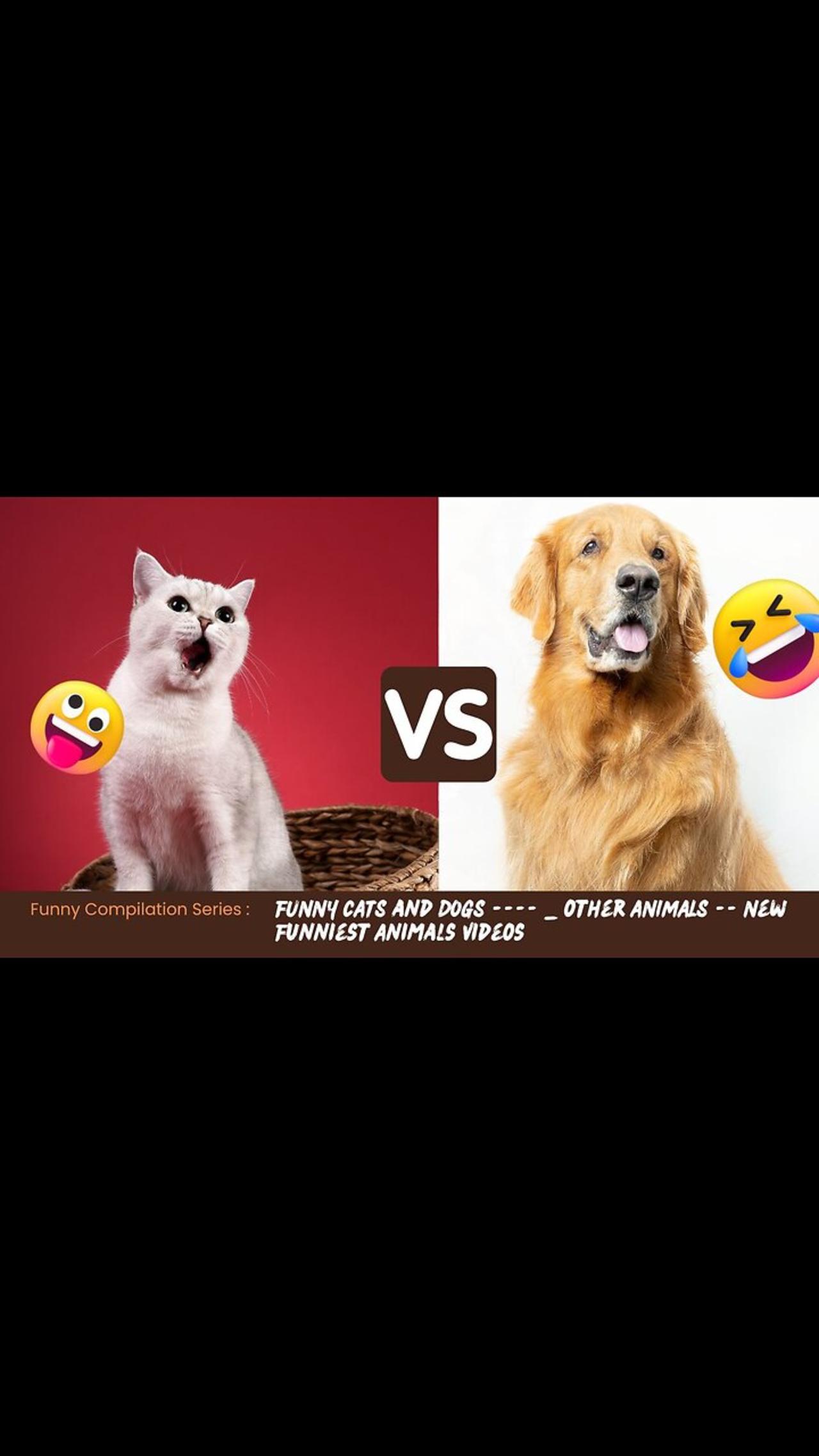 FUNNY CATS and DOGS ---- _ other ANIMALS -- New - One News Page VIDEO