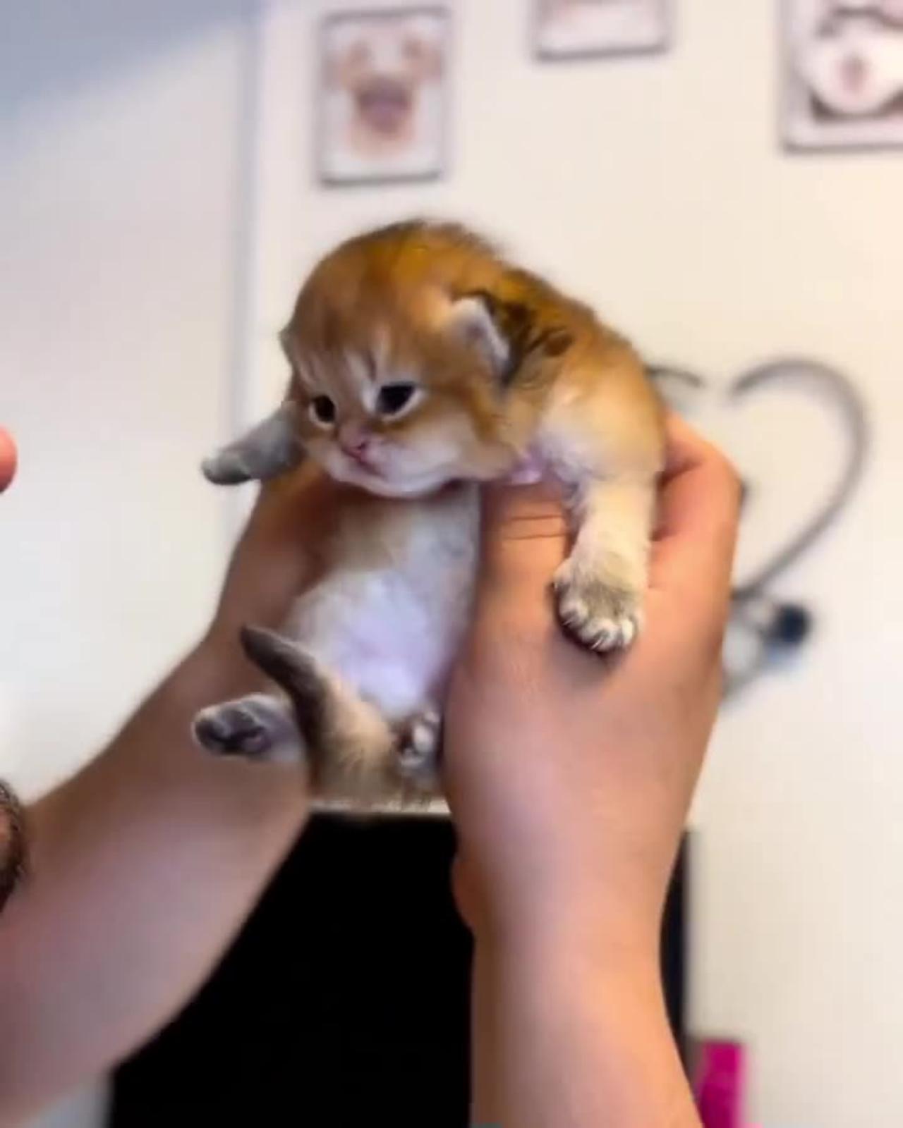 Cute baby Cat 🥰 - One News Page VIDEO