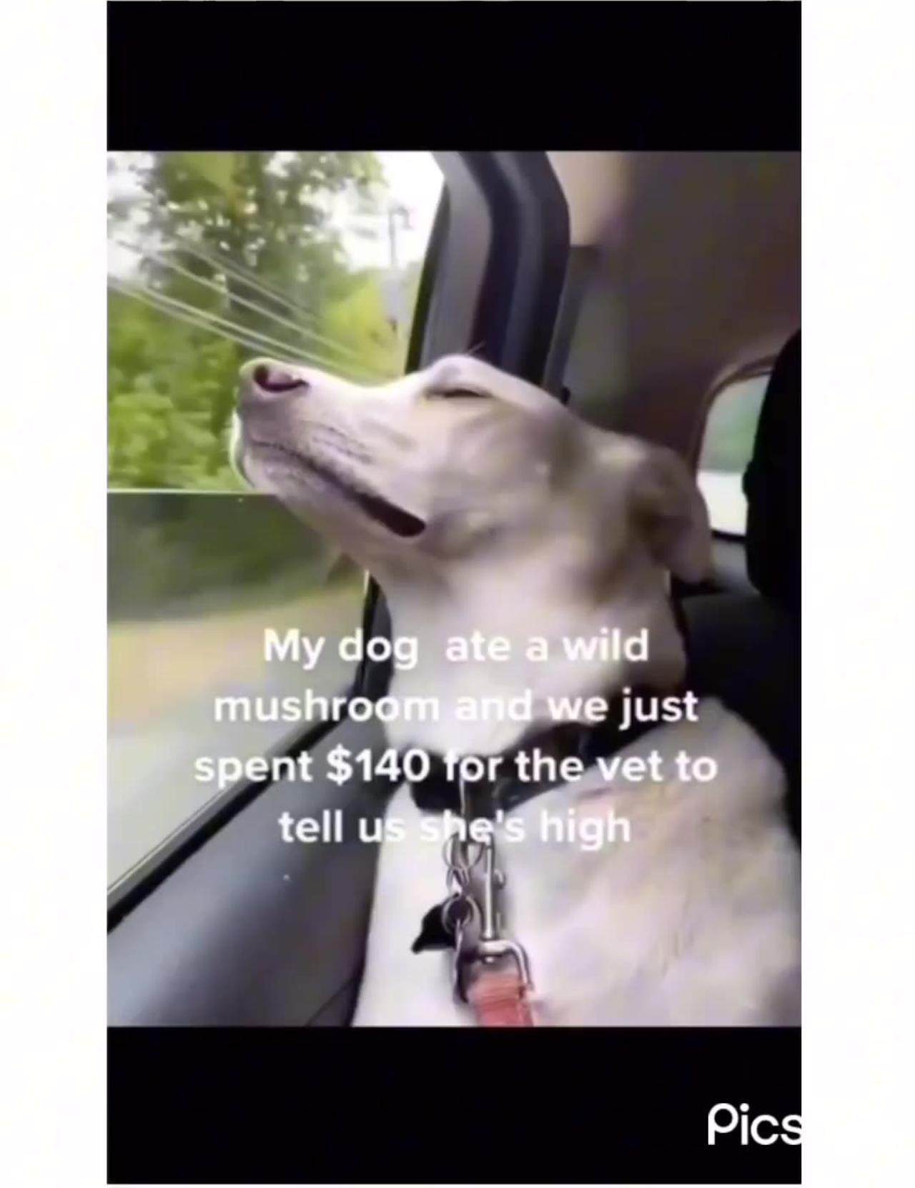 Funny Cute Dogs Videos - One News Page VIDEO