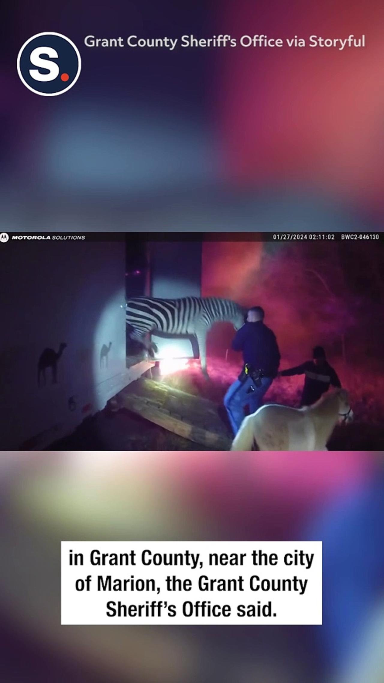 Bodycam Footage Captures Epic Animal Rescue - One News Page VIDEO