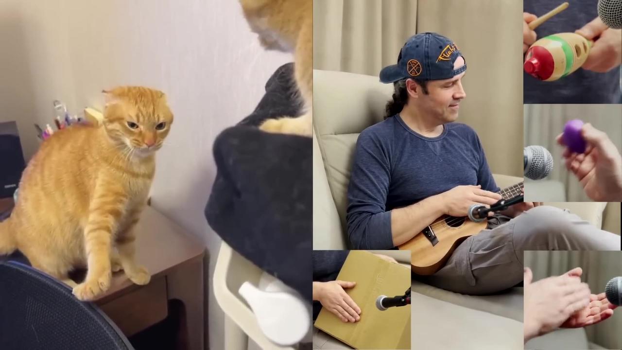 Awooawoooh! Cat Song - The Singing Cat Catchy - One News Page VIDEO