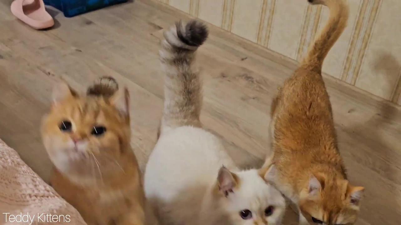 I will Bite your Legs until you Give me a Treat - One News Page VIDEO