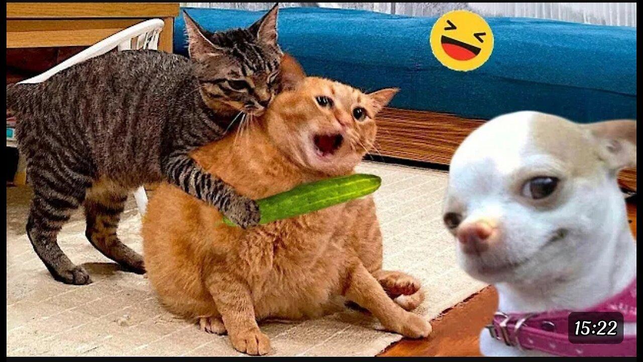 FUNNY Dog 🐕 And Cats Video 2024 😂 -Best - One News Page VIDEO