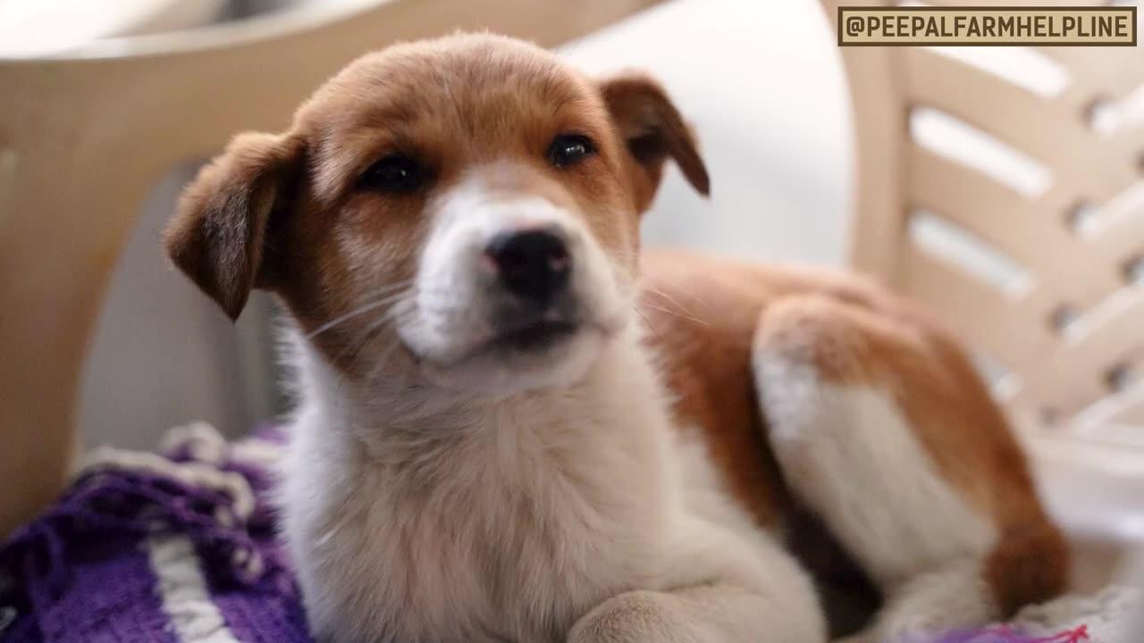 Dermatitis in dogs | Difference between - One News Page VIDEO