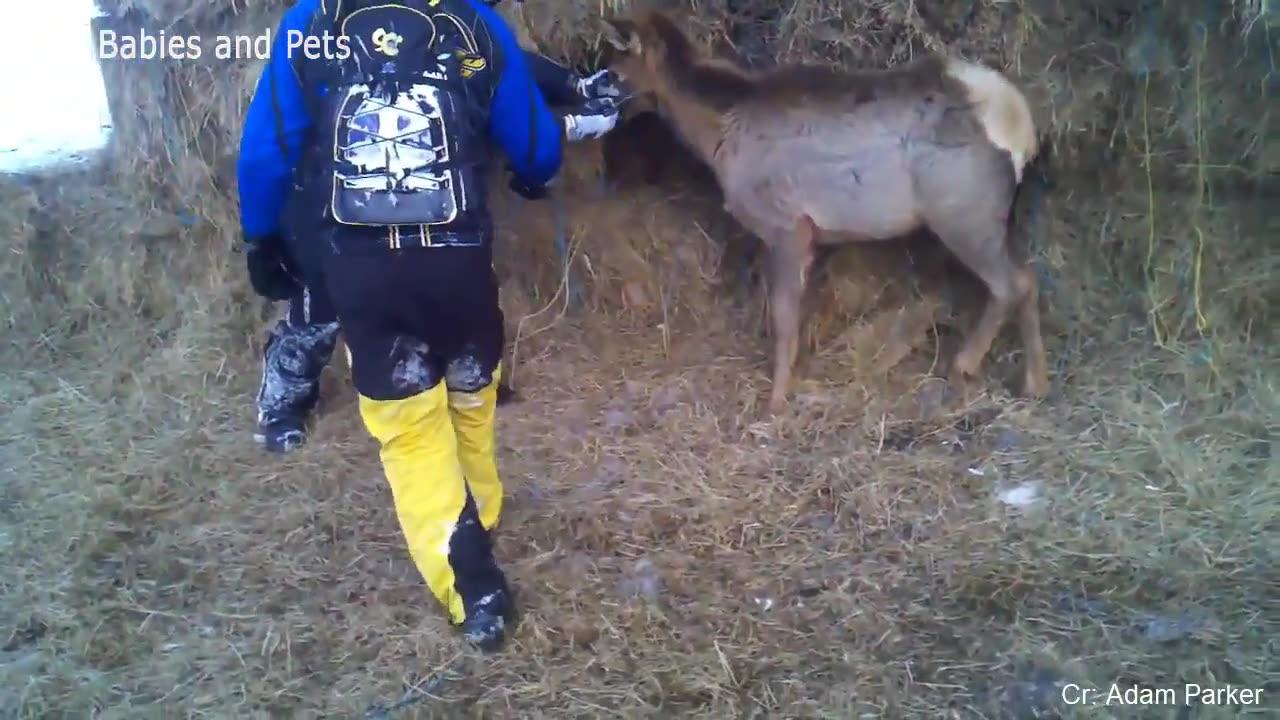 Funny Different Animals Chasing and Scaring - One News Page VIDEO