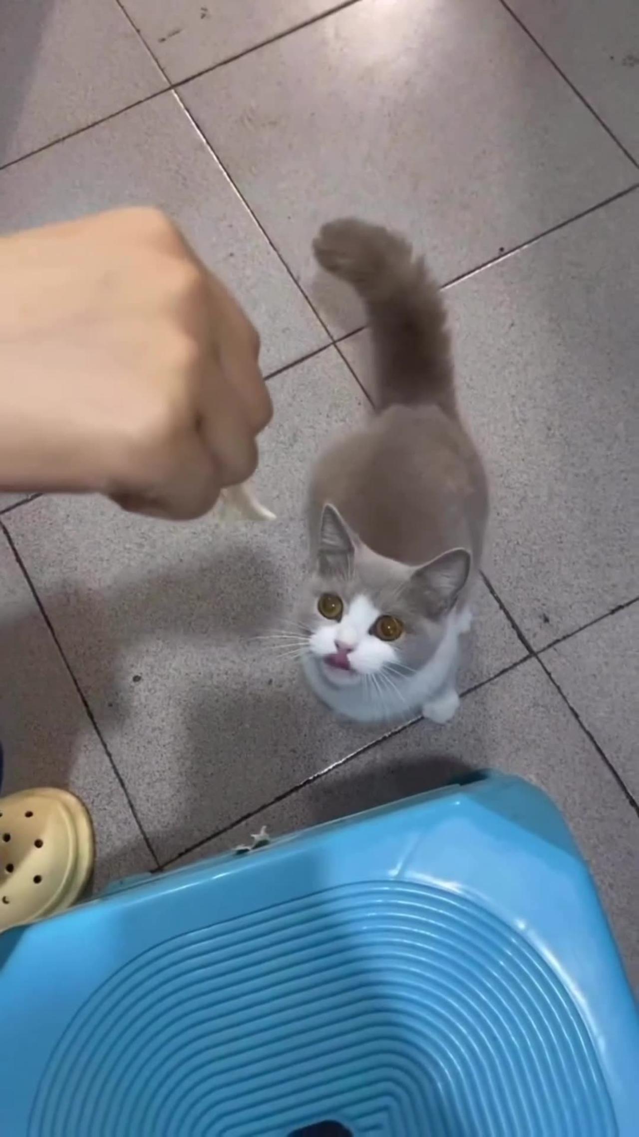 Daring Dining: Cat's High-Flying Food Heist - One News Page VIDEO