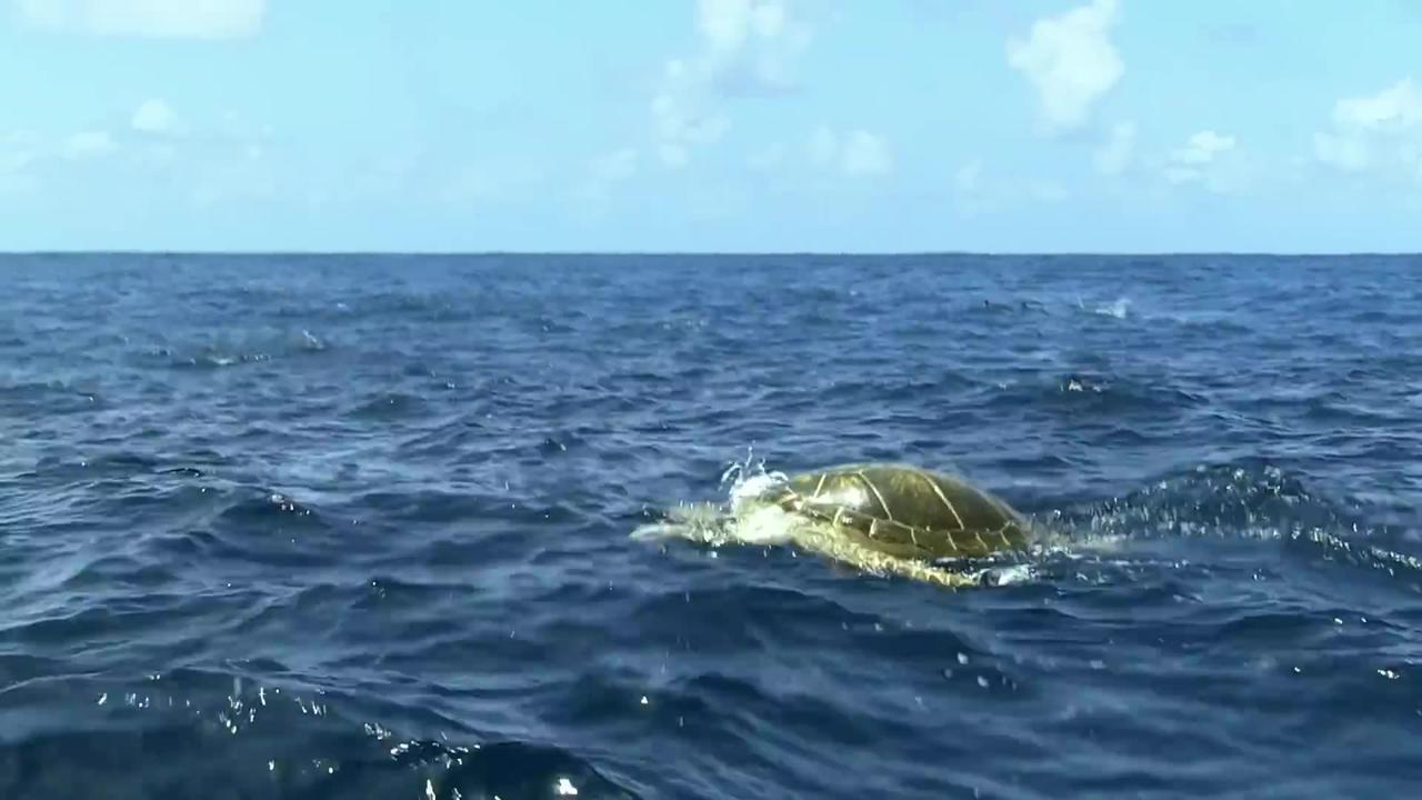 Robot Spy Turtle meets dolphins. Extraordinary - One News Page VIDEO