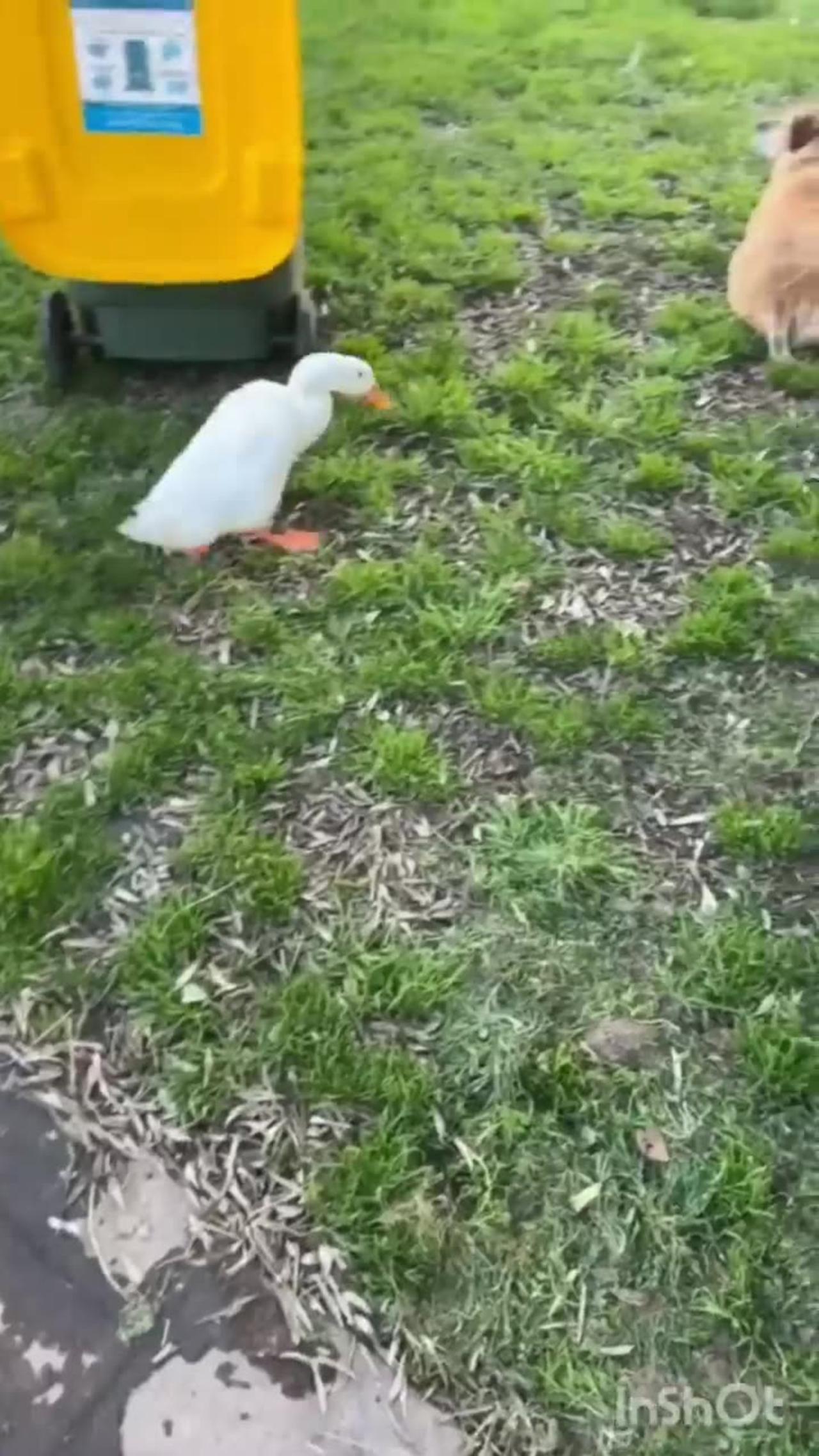 Captivated Hearts: Chronicles of an Irresistibly - One News Page VIDEO