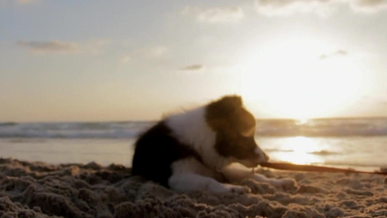 "Pawsitively Adorable Doge Moments: A - One News Page VIDEO