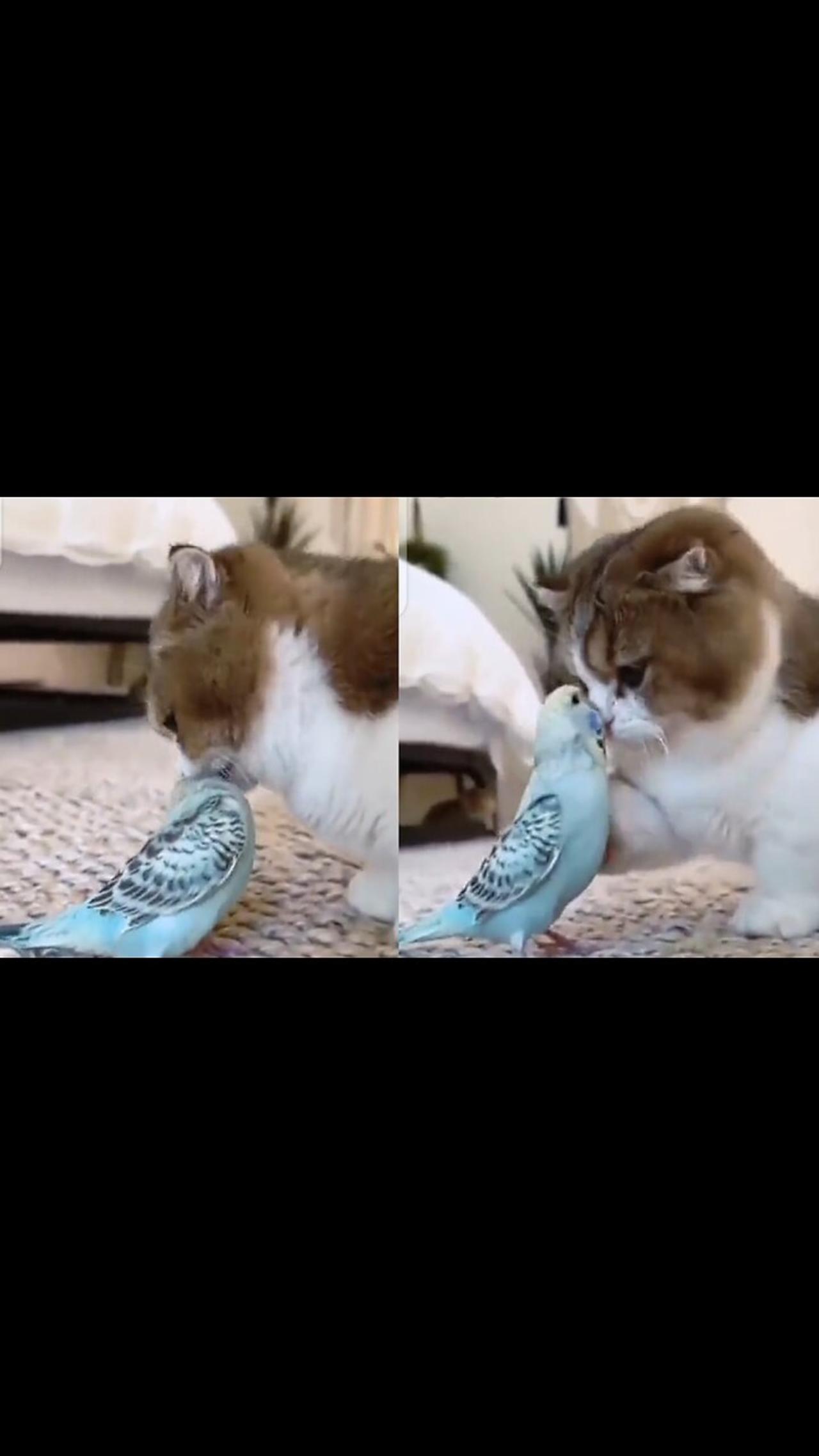 "Feathered Frenzy: A Cat's Playdate - One News Page VIDEO