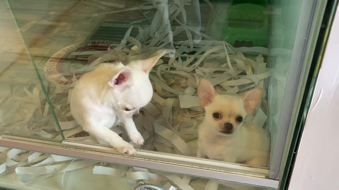 FUNNY DOG - One News Page VIDEO