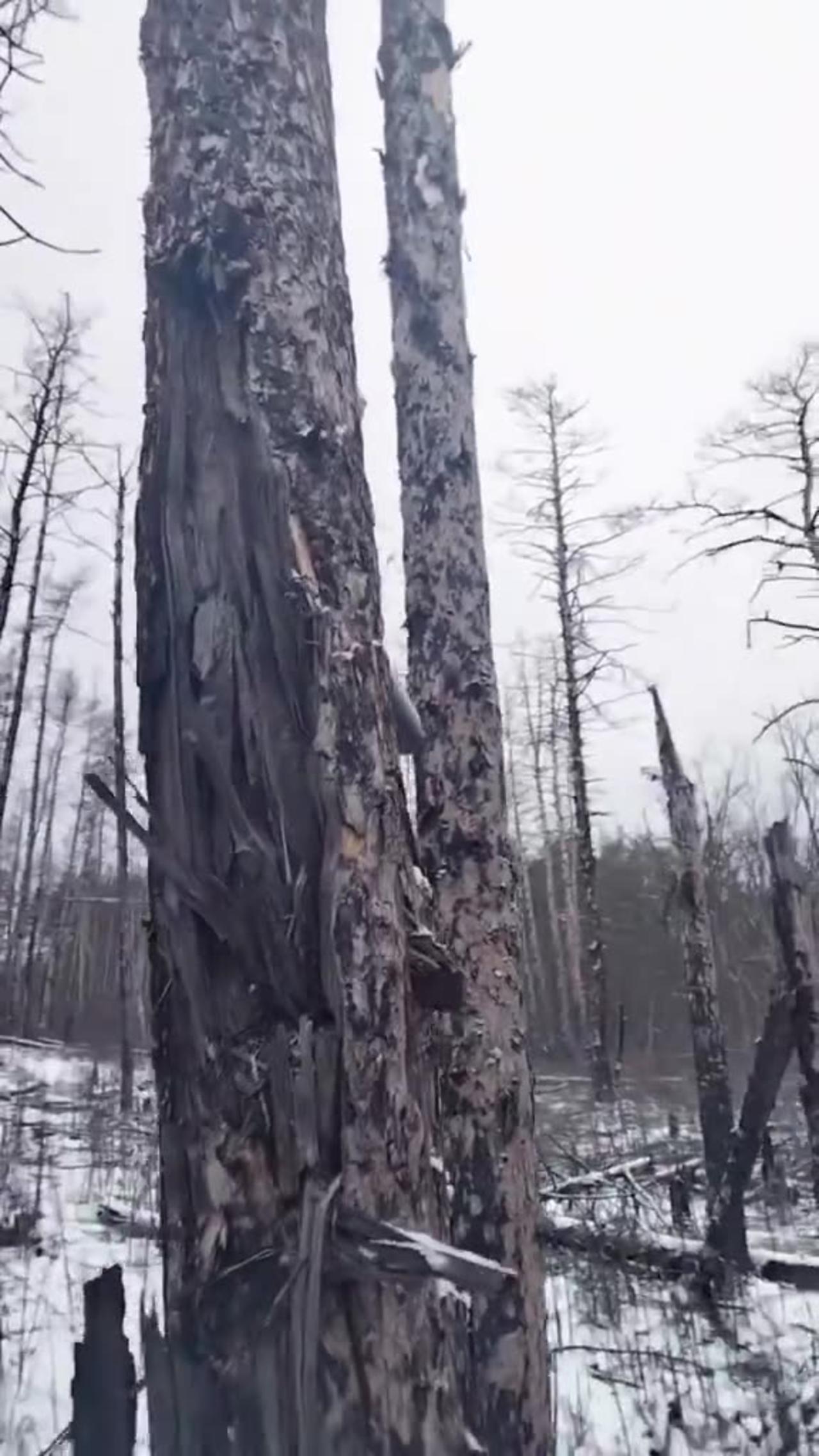 RPG Stuck in a TREE - One News Page VIDEO