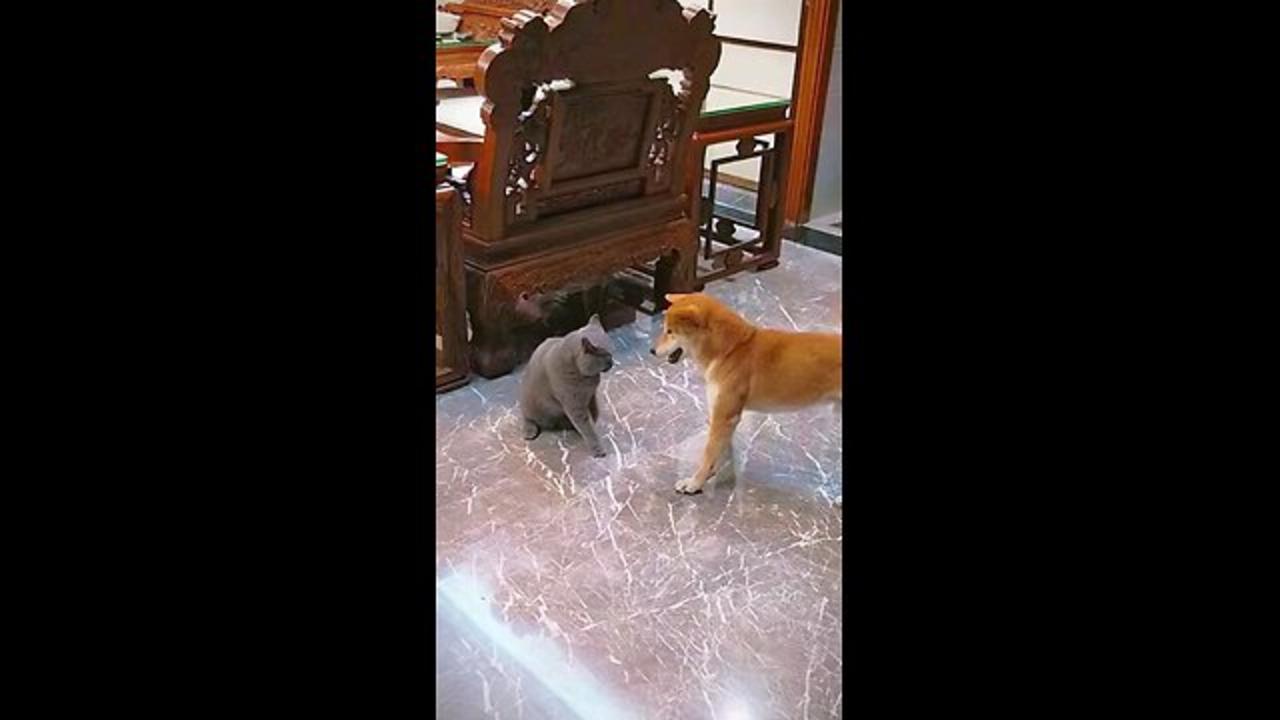 Hilarious Dog - One News Page VIDEO