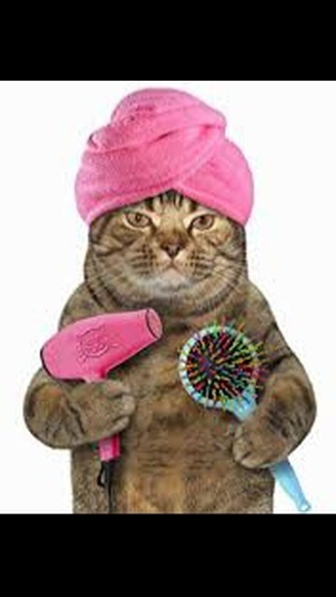 Funny Cute ~ Animals - One News Page VIDEO