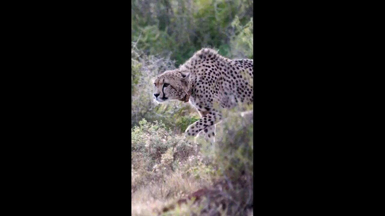 Cheetah___The_Fastest_Animal_On_Earth(1080p) - One News Page VIDEO