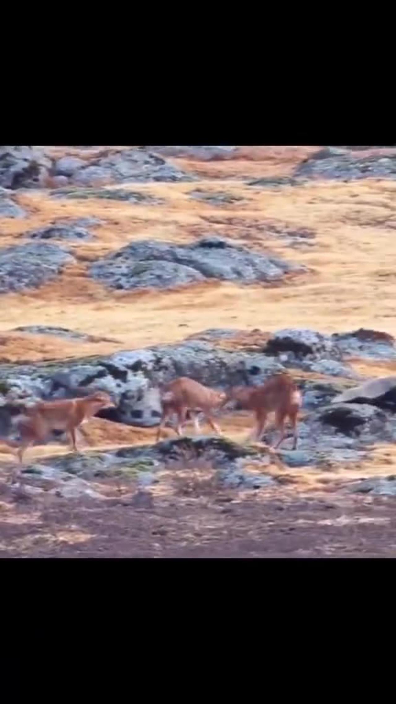 Wild Dogs Vs Honey Badger - One News Page VIDEO