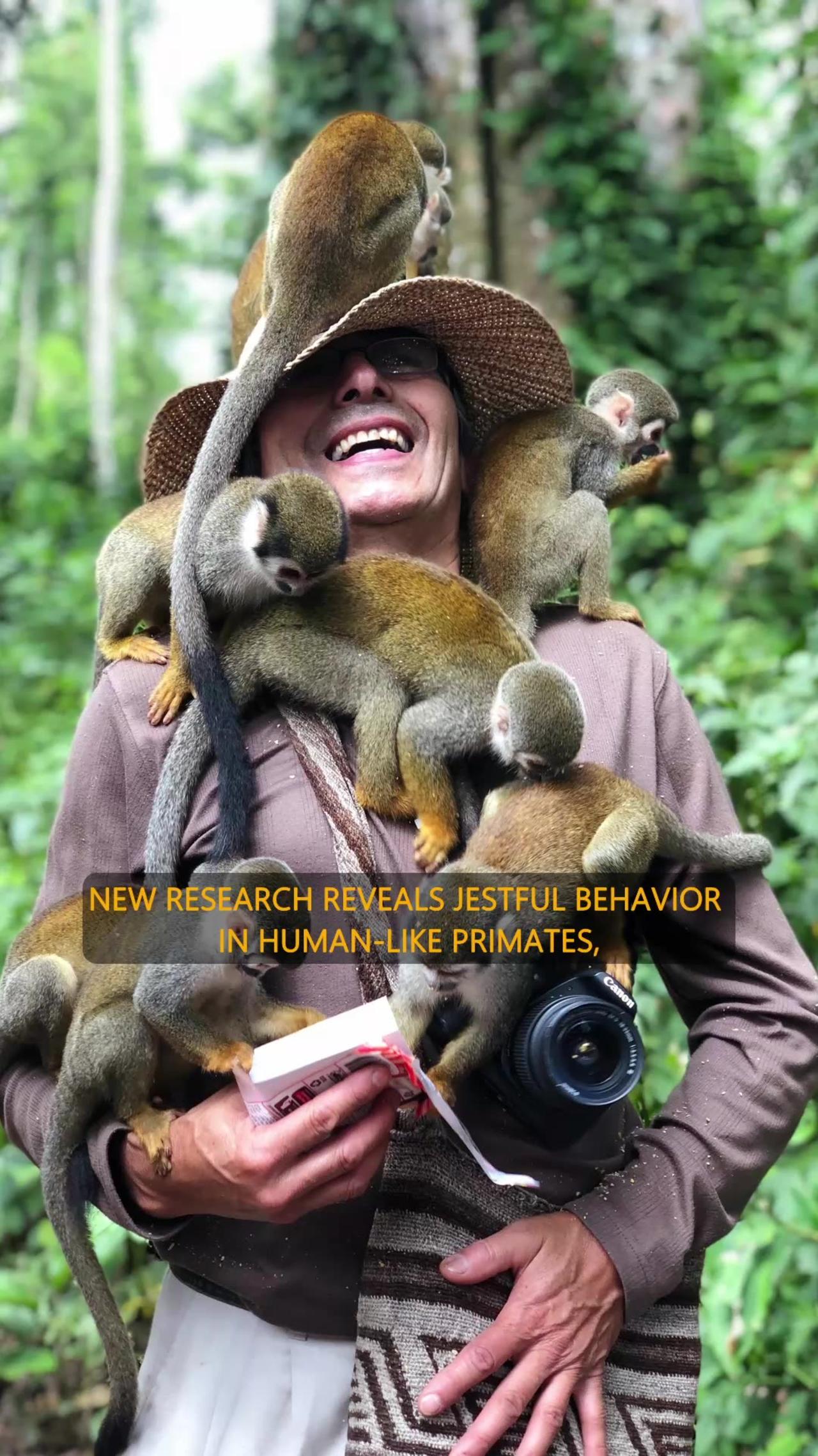 Primate Pranks: Why Do Human-Like Primates - One News Page VIDEO
