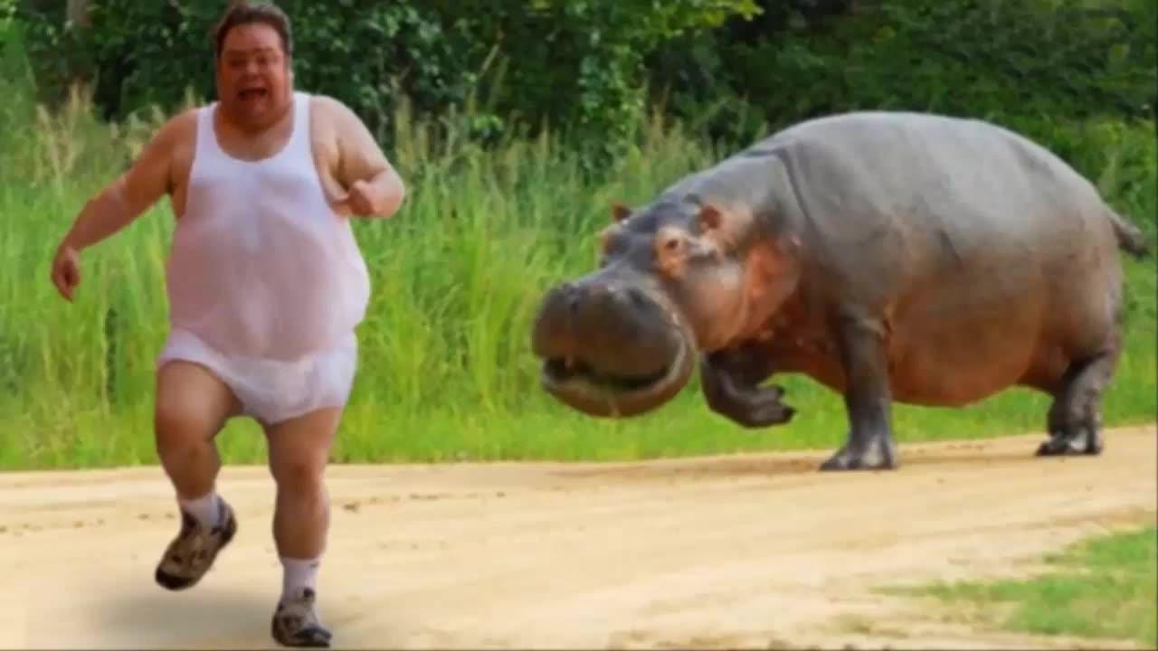 Funny Different Animals Chasing and Scaring - One News Page VIDEO