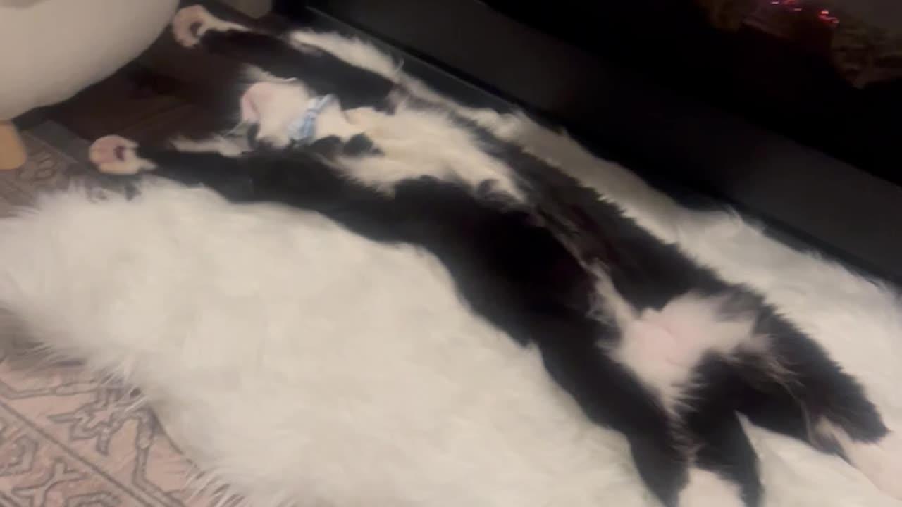 Cat Naps Comfortably by Fireplace - One News Page VIDEO