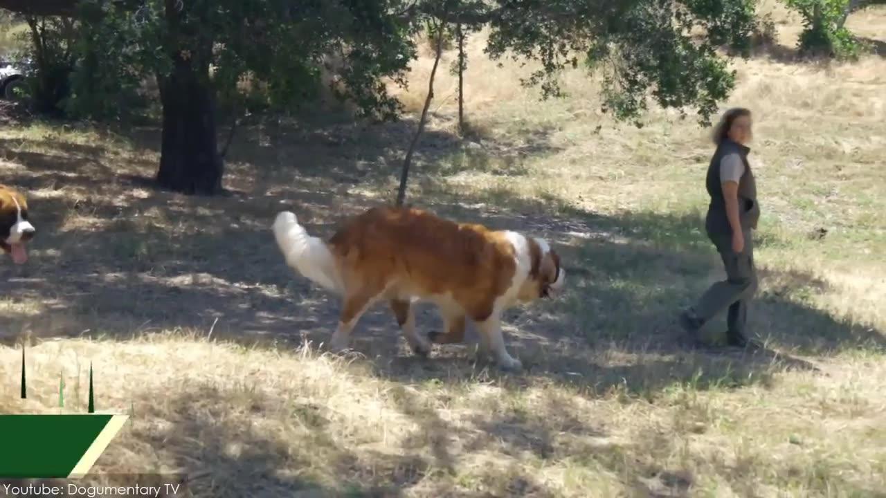 10 Most Powerful Dogs In The World One News Page Video