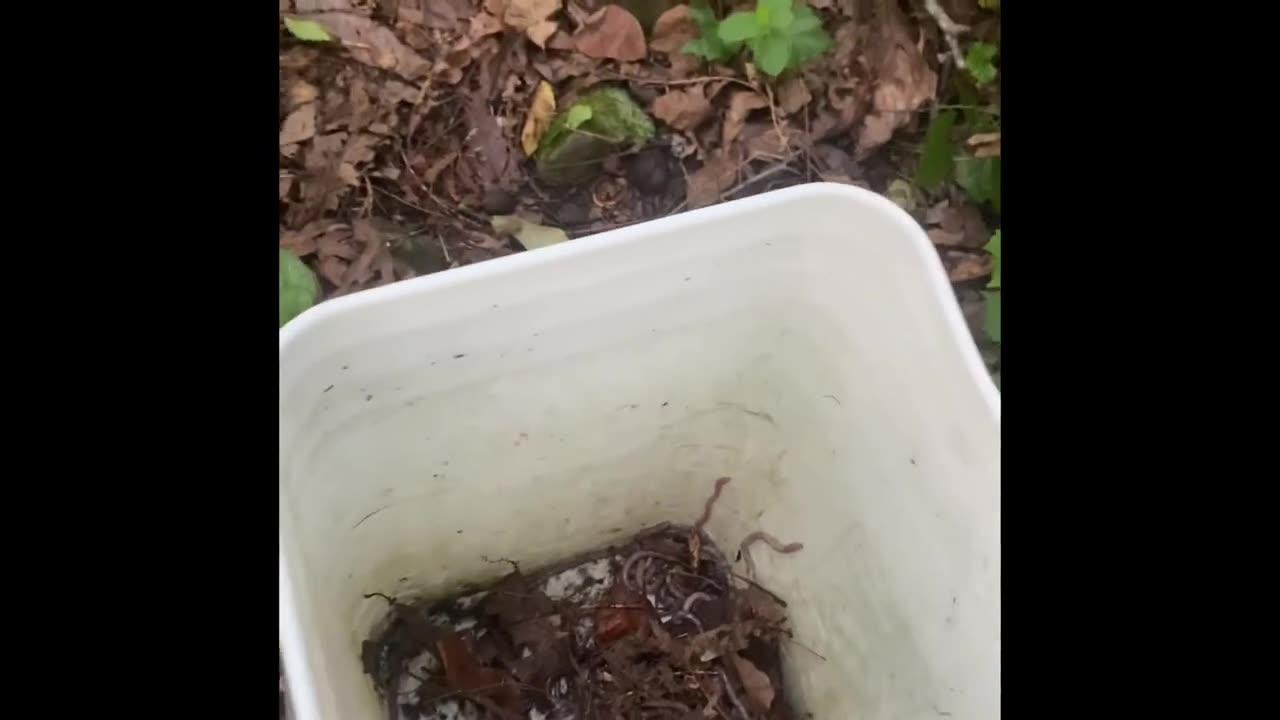 Easy way to find worms - One News Page VIDEO