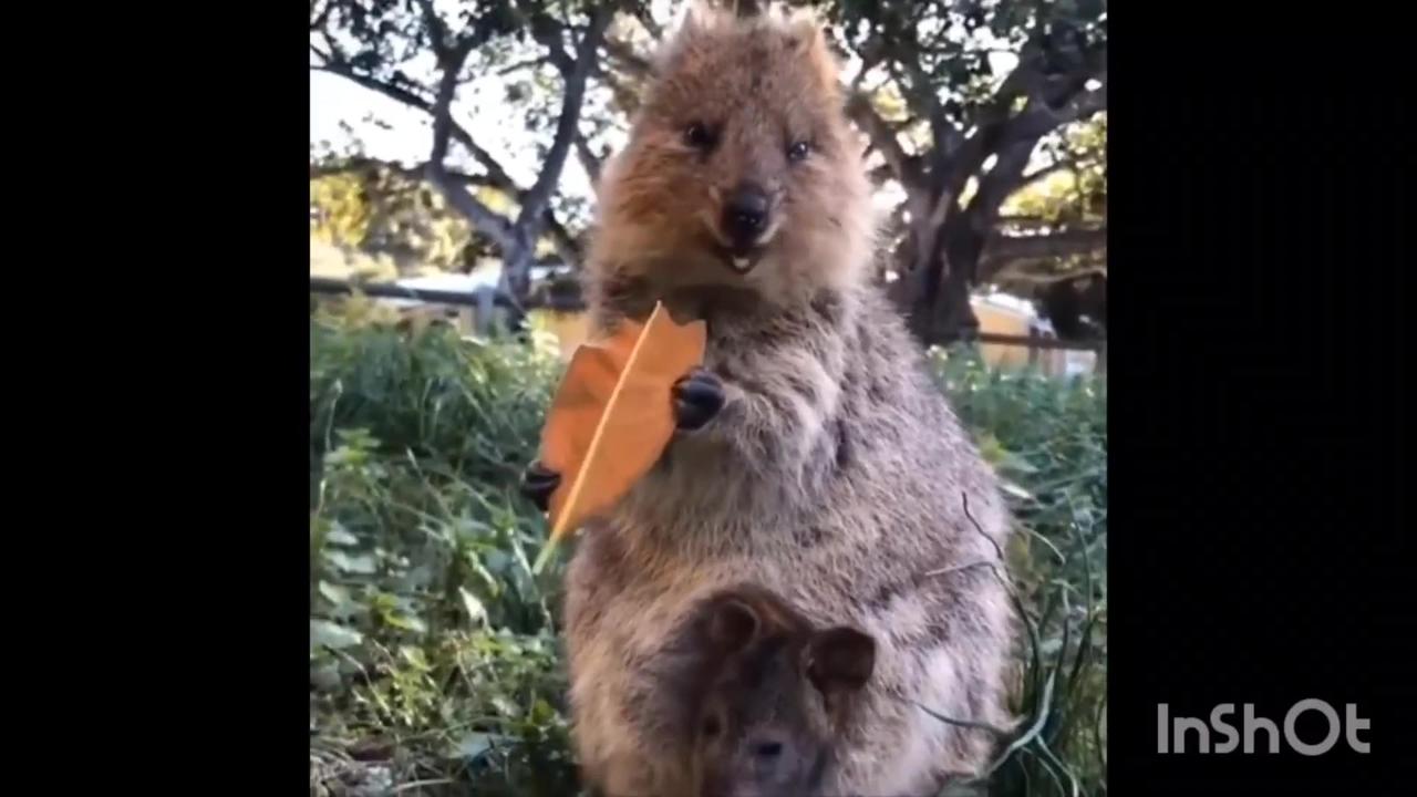 Amazing Funny Animals! make you laugh Pets Cats - One News Page VIDEO