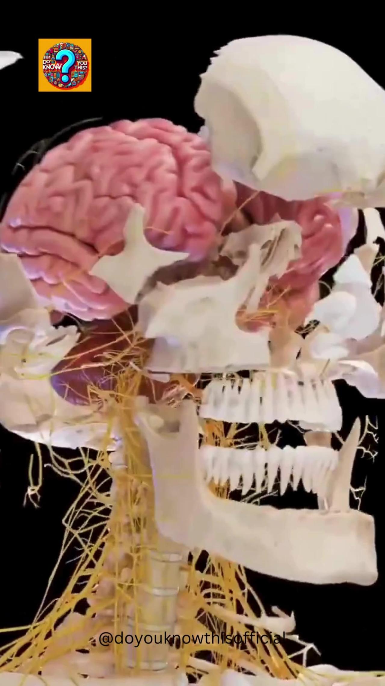 Understanding the Brain: A Visual Tour of the - One News Page VIDEO