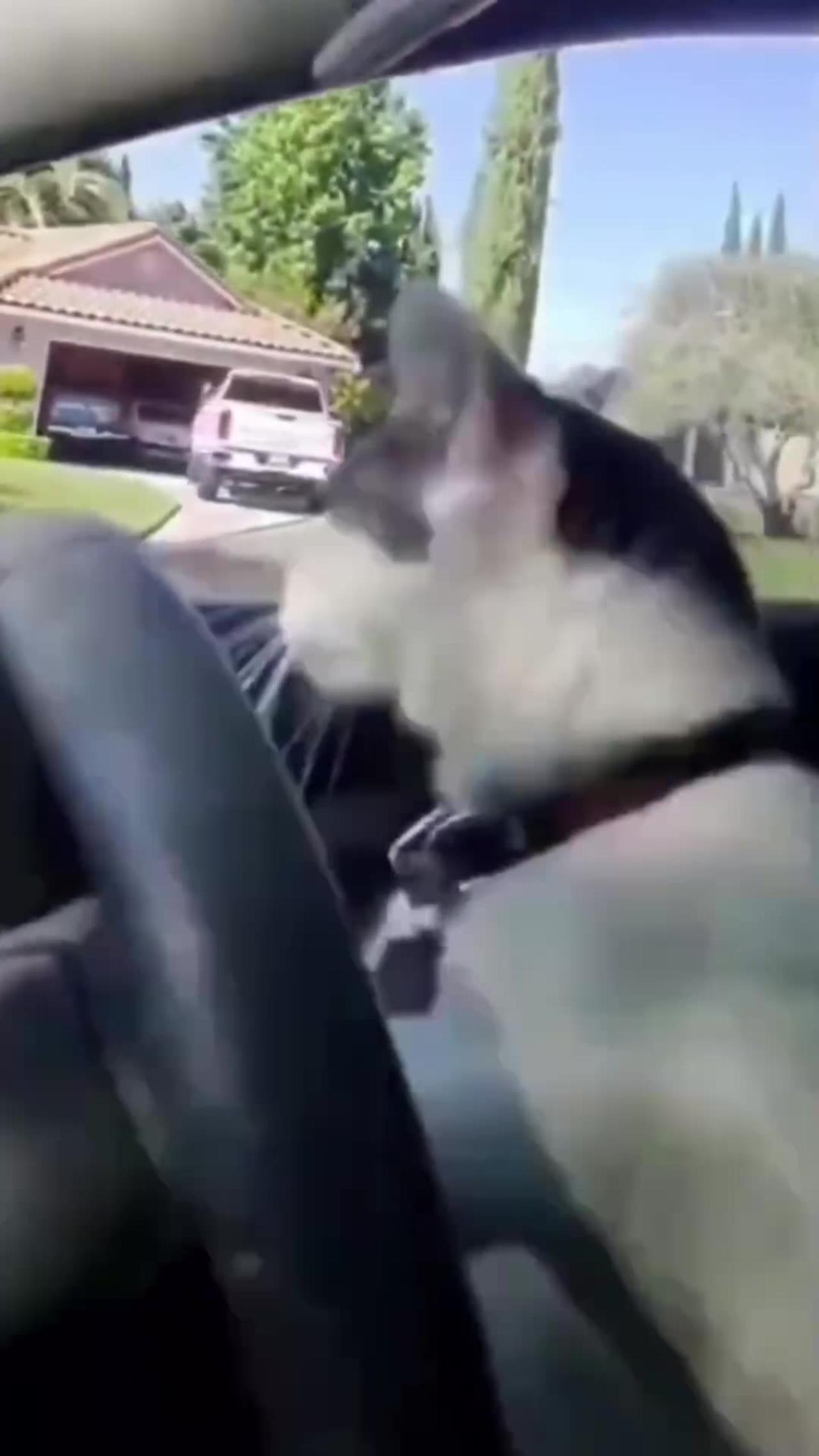 Need for Speed, kitty Drift - One News Page VIDEO