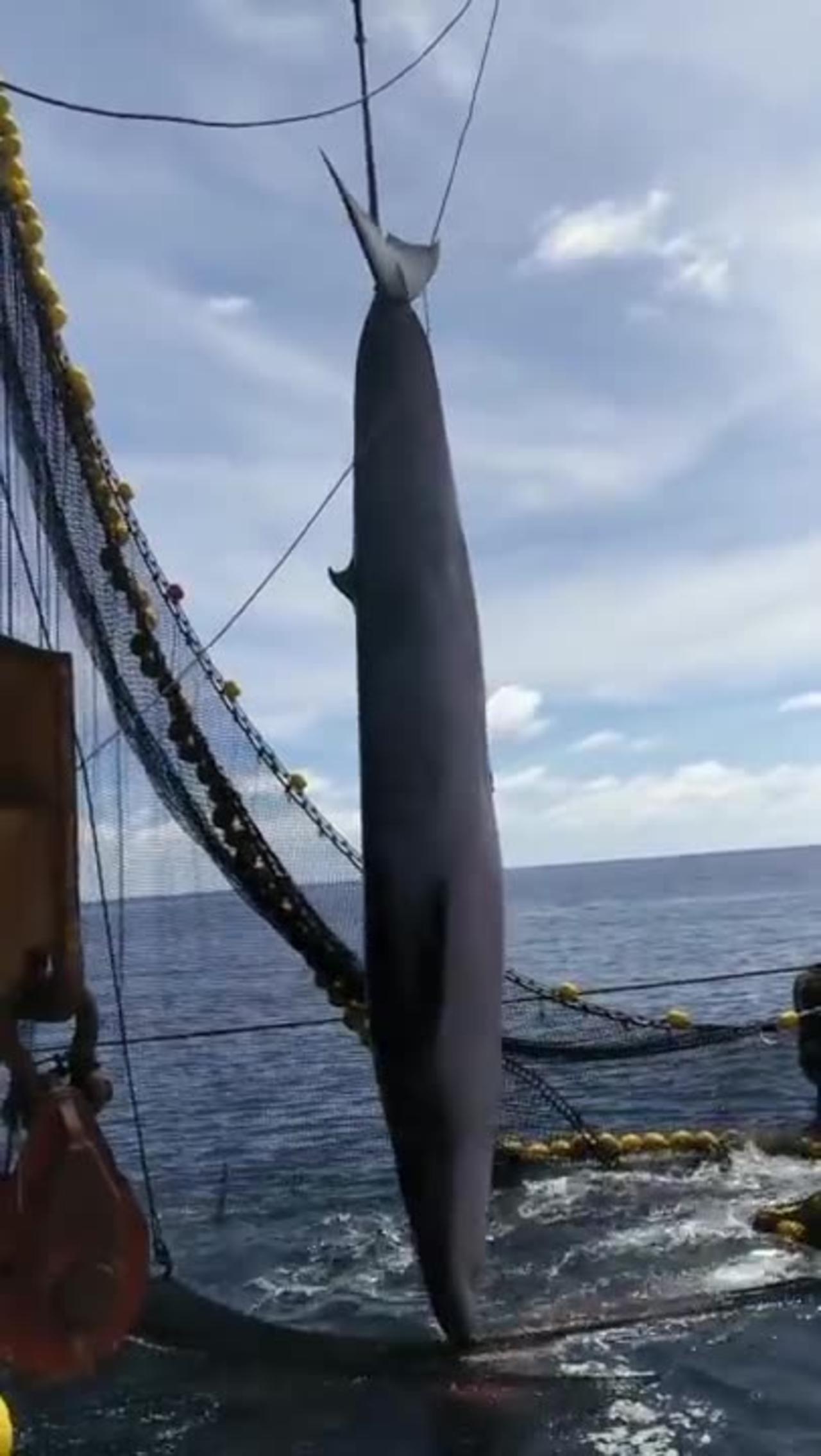 Giant fish accidentally caught by fishermen - One News Page VIDEO