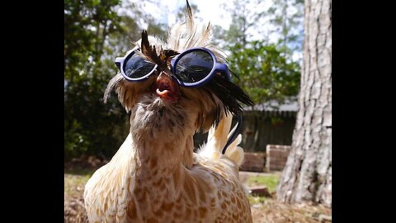 Funny Different Animals Chasing and Scaring - One News Page VIDEO