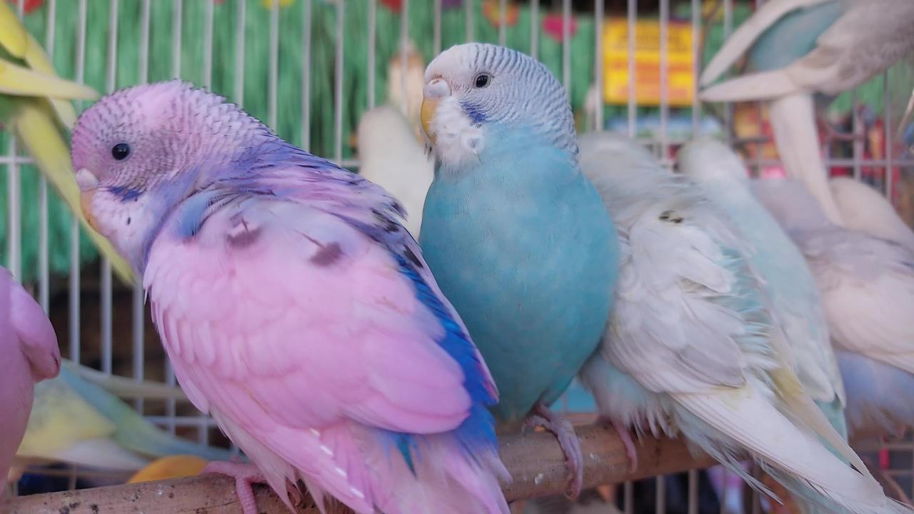 A collection of the most beautiful parrots in - One News Page VIDEO