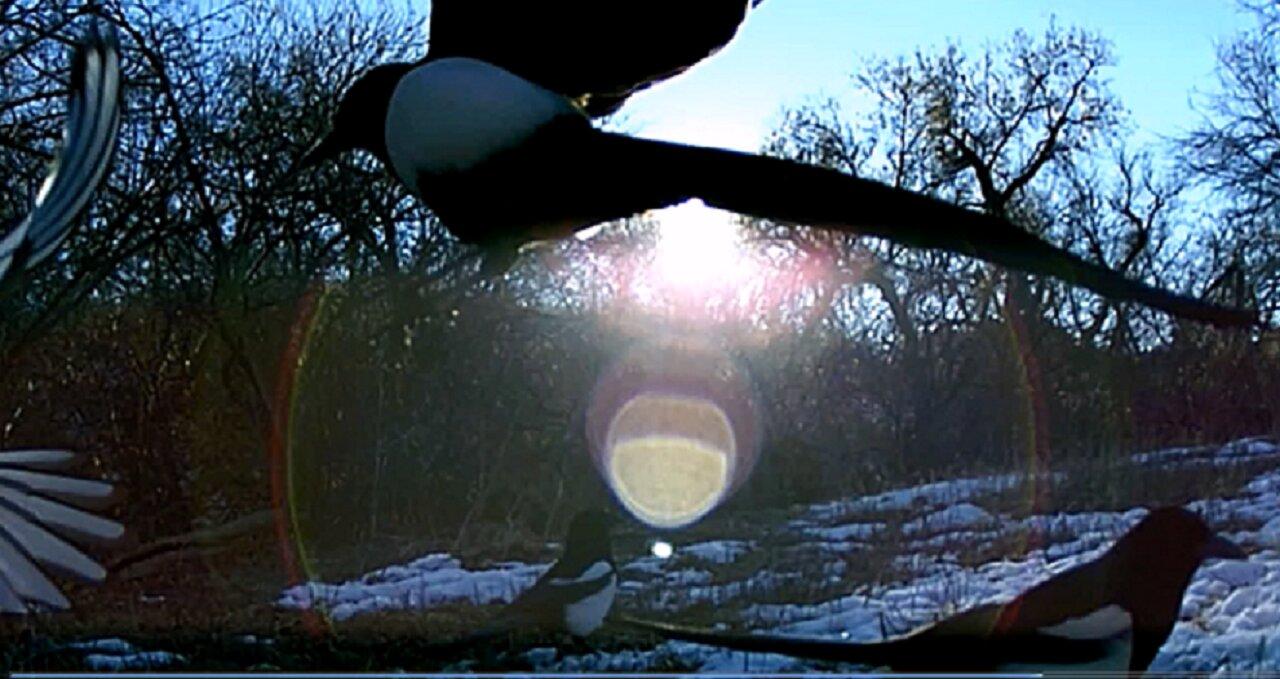 Trail Cam Captures - Bun, Birds, Pheasants And, - One News Page VIDEO