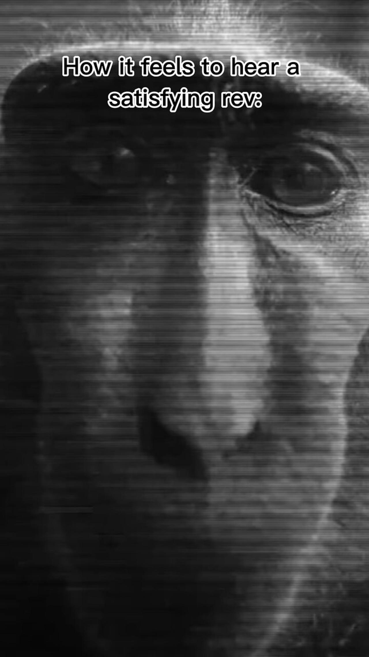 Funny monke meme: me when I hear a satisfying - One News Page VIDEO