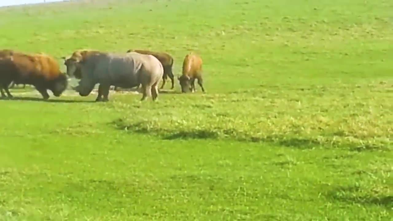 30 Times Animals Messed With The Wrong Opponent - One News Page VIDEO