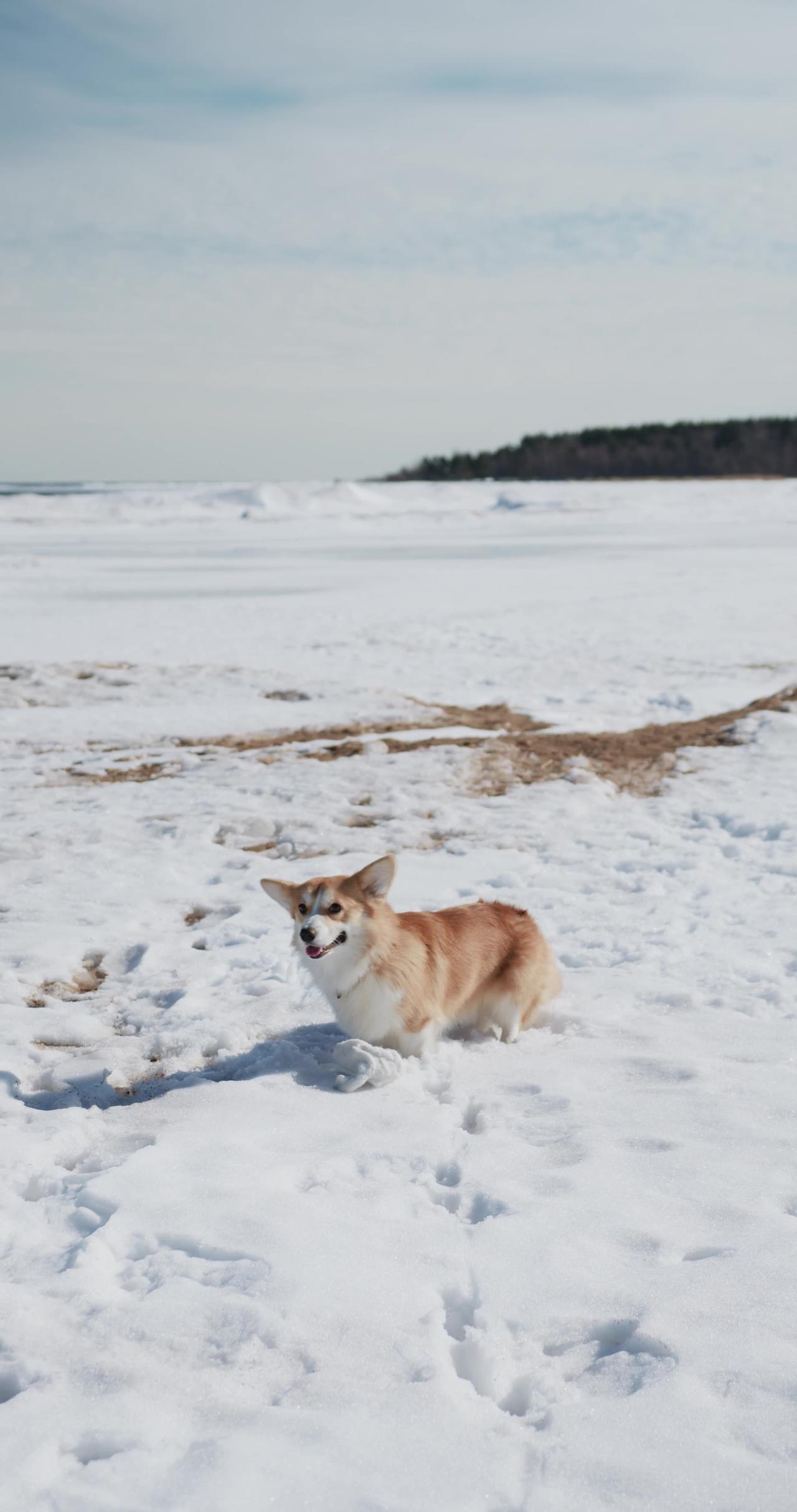 DOG IN ICE - One News Page VIDEO