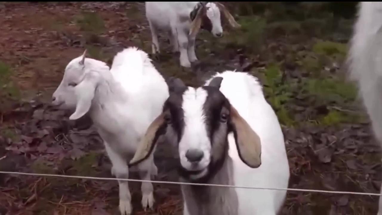 Animals Getting Shocked with Funny Sound - One News Page VIDEO