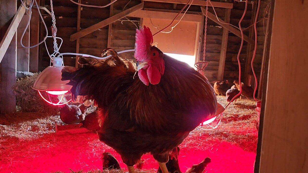 Late Winter Alberta Chicken Update - One News Page VIDEO