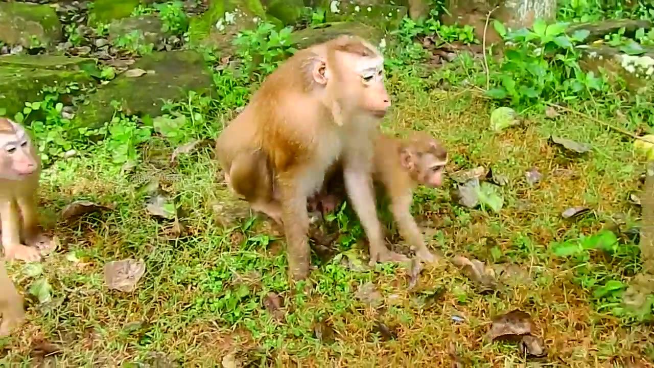 Male monkey cubs fight each other - One News Page VIDEO