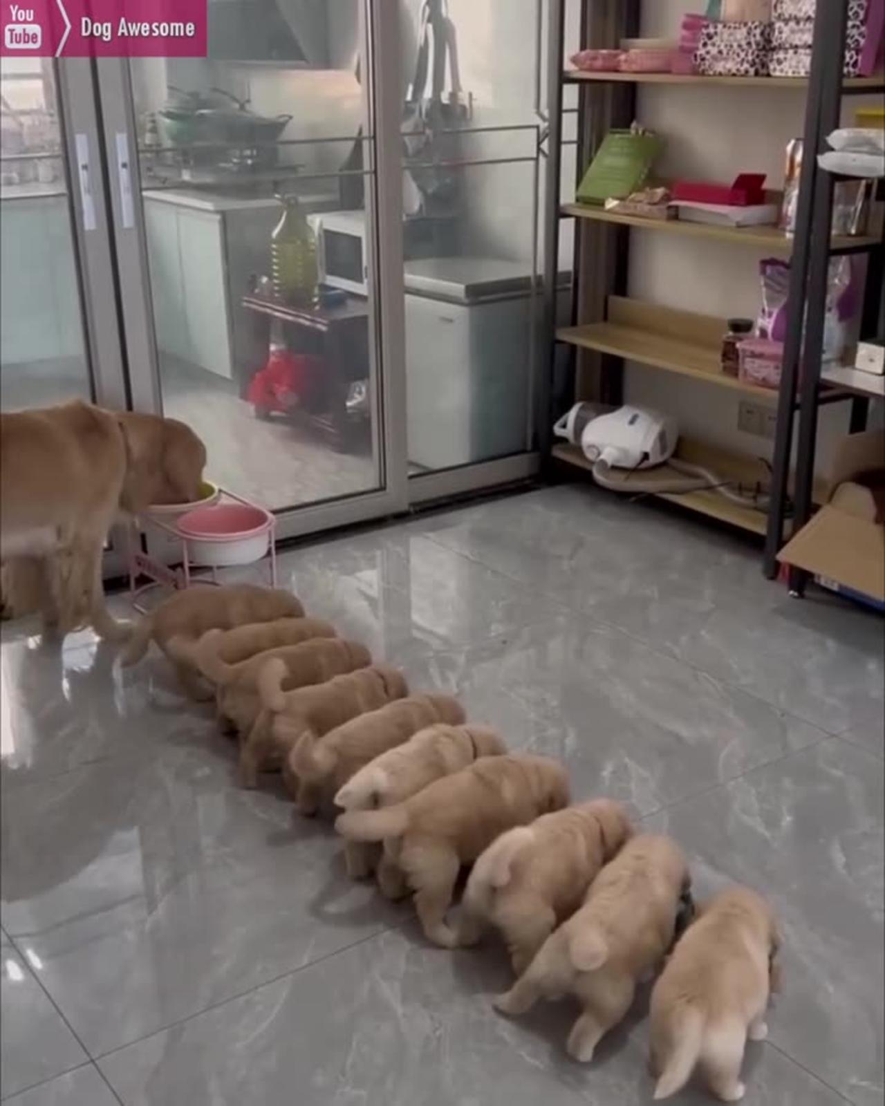 The Best Funny Cute and Doge Compilation #37 - One News Page VIDEO