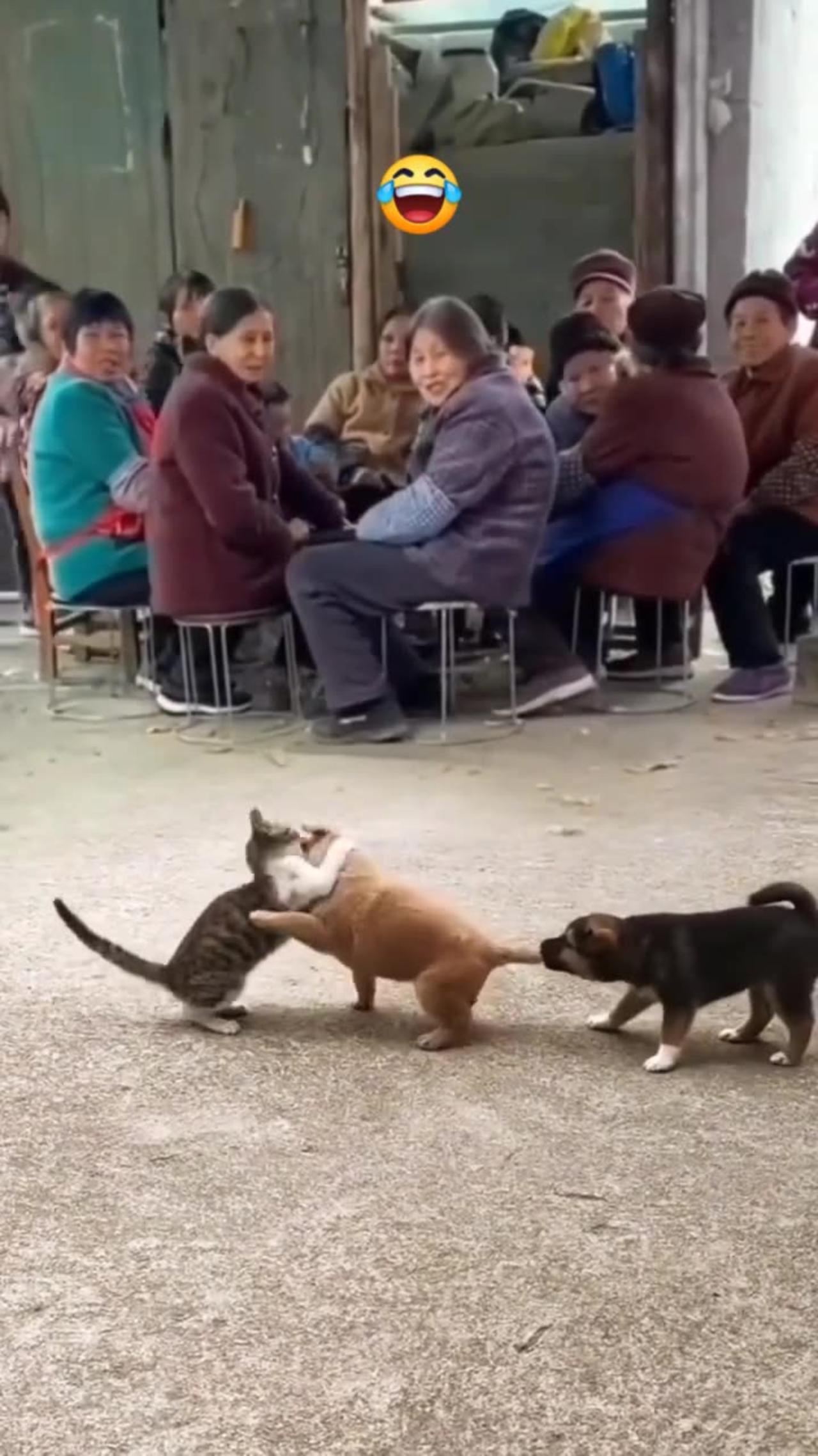 The world's best funny videos that you - One News Page VIDEO