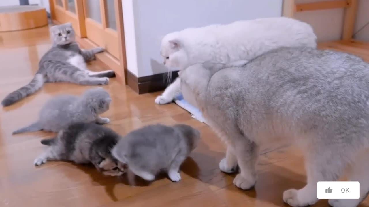 The kitten approaching the daddy cat to play - One News Page VIDEO