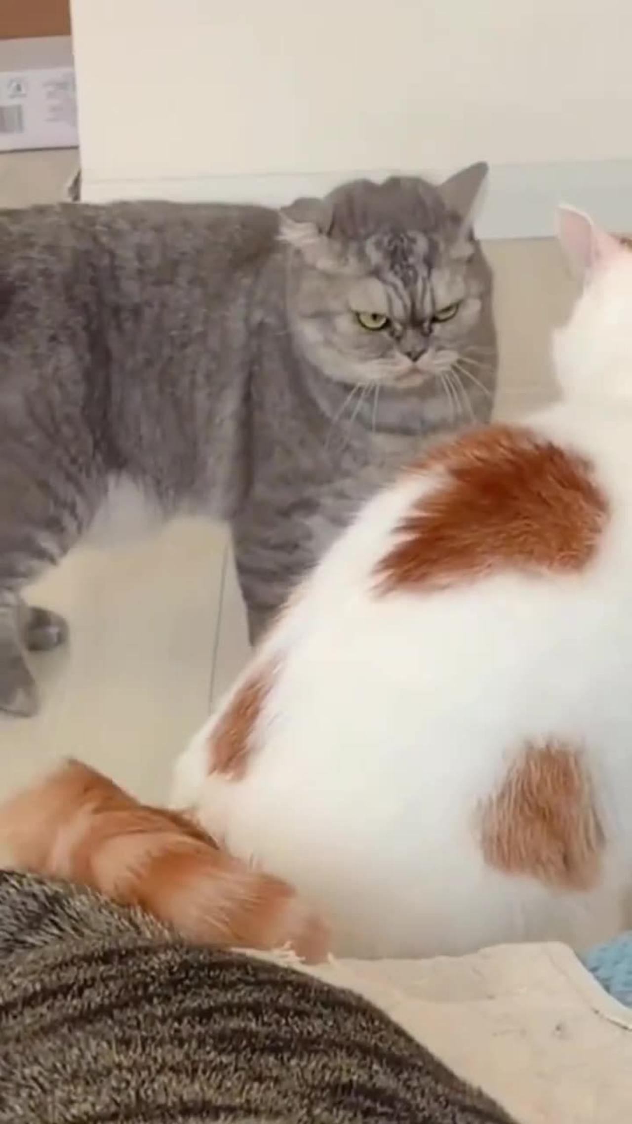 cats lovers - One News Page VIDEO