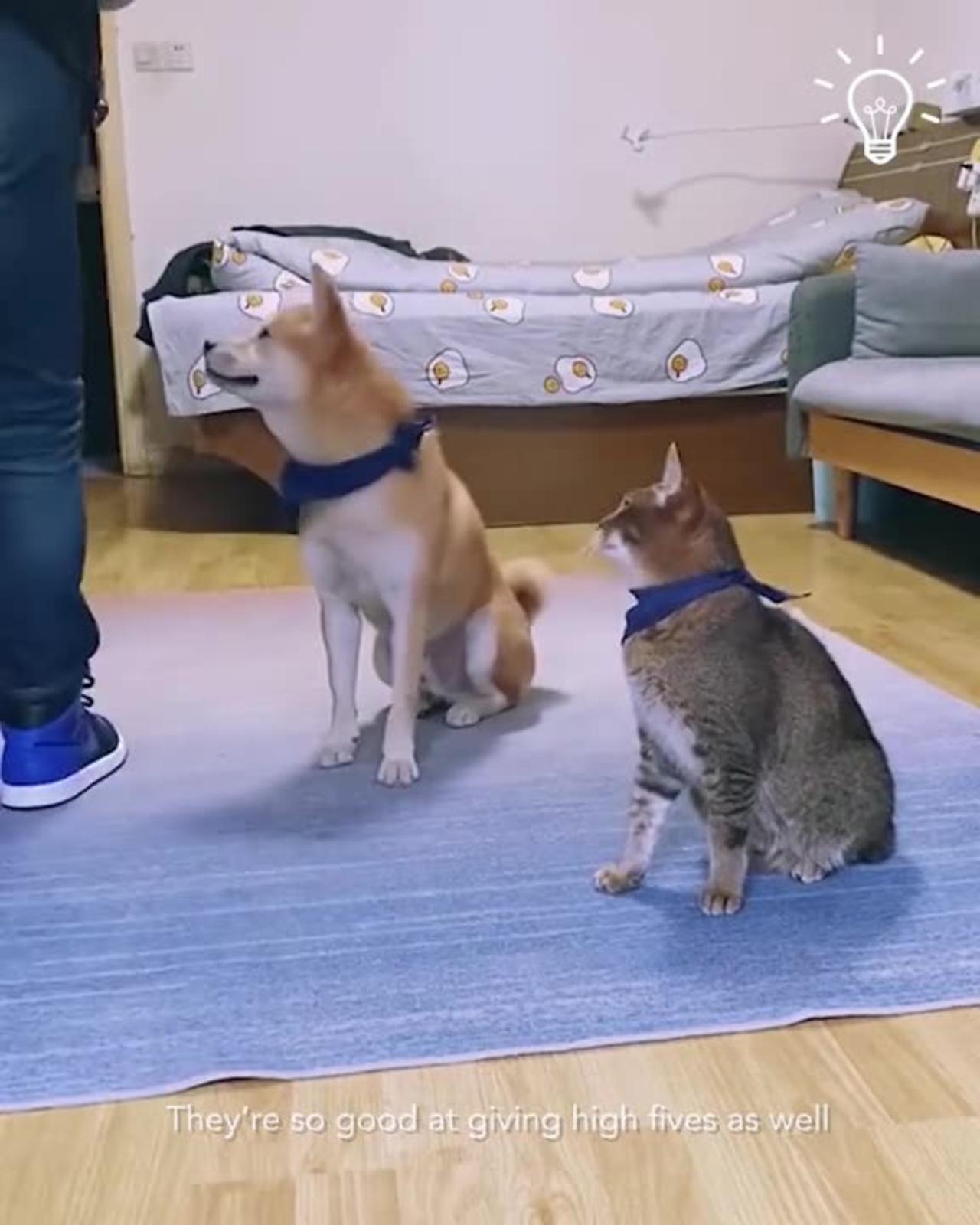 Training dogs and cats - One News Page VIDEO