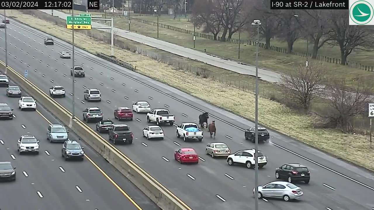 Horses were running loose in Cleveland this - One News Page VIDEO