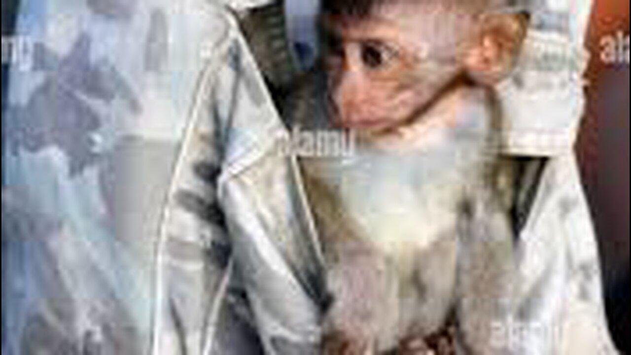 Can anyone see my monkey?🙈 - One News Page VIDEO